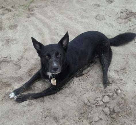 Perrito en la playa rompecabezas en línea
