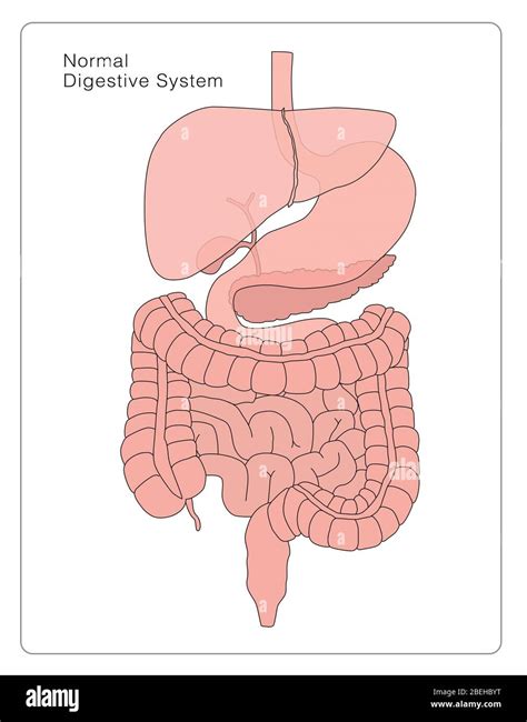 Organi Interni Apparato Digerente Immagini E Fotografie Stock Ad Alta