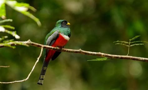 Os 50 pássaros mais bonitos do Brasil Turismo de Natureza