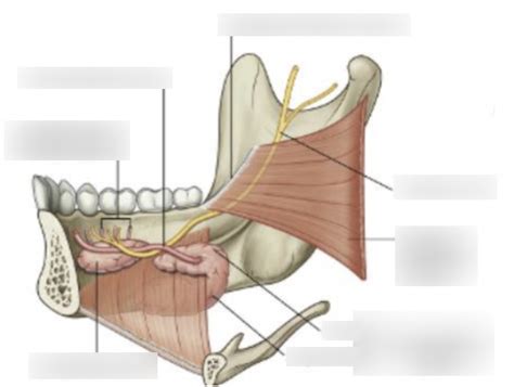 Salivary Glands Anatomy Overview Diagram Quizlet