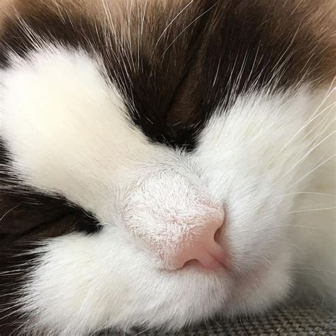 A Black And White Cat Sleeping With Its Eyes Closed