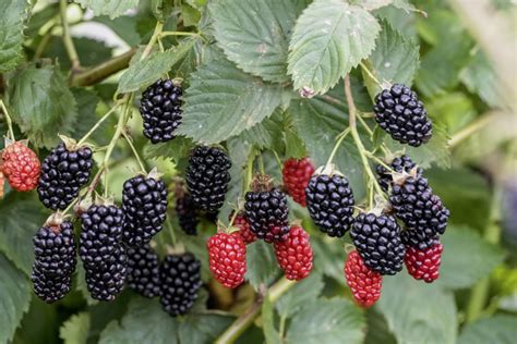 Blackberry Varieties An Overview Of Our Range