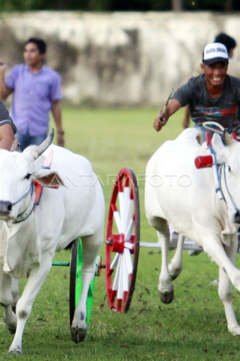 LOMBA KARAPAN RODA SAPI ANTARA Foto