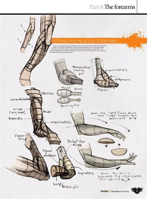 Imaginefx How To Draw And Paint Anatomy 2010 Human Anatomy Drawing