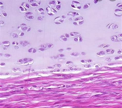 Supportive Connective Tissue Cartilage And Bone Flashcards Quizlet