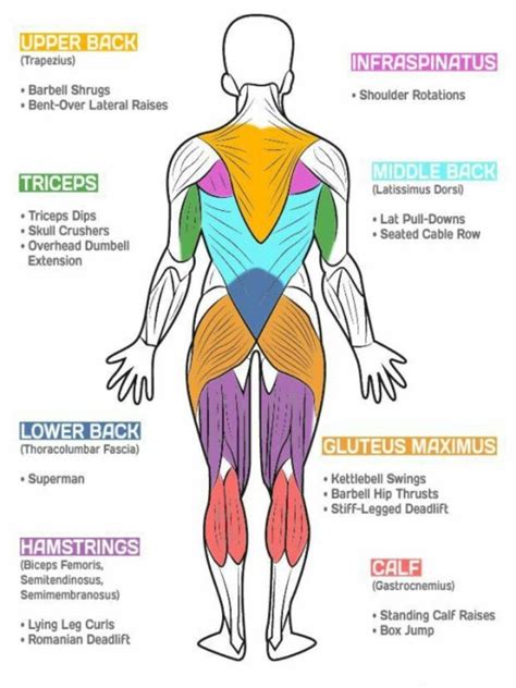 Muscles Diagrams Diagram Of Muscles And Anatomy Charts Artofit