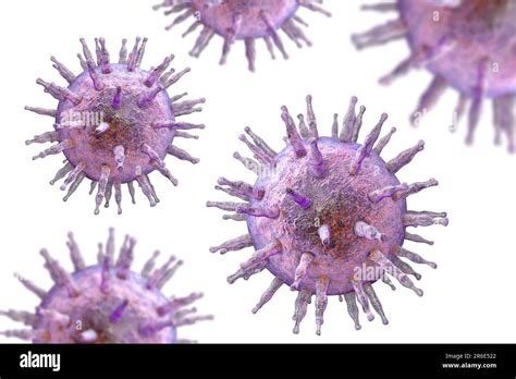 Epstein Barr Virus Ebv Computer Illustration Ebv Also Known As