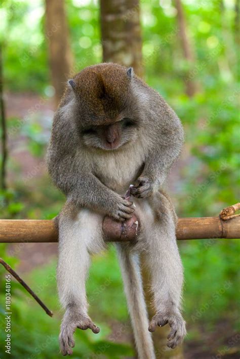 The Penis Monkey Telegraph