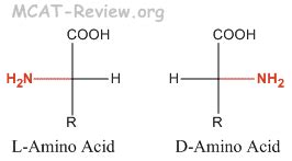 Amino Acids And Proteins Flashcards Quizlet
