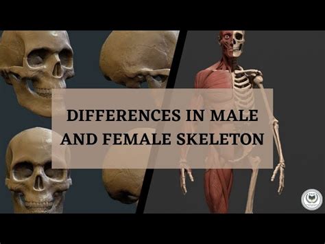 Female Vs Male Skeleton