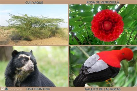 Pico Bolívar Características flora y fauna