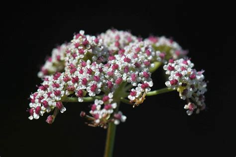La Trinie Glauque Fonge Florule