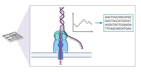 New Study Illustrates Benefits Of Long Read Sequencing Technology For