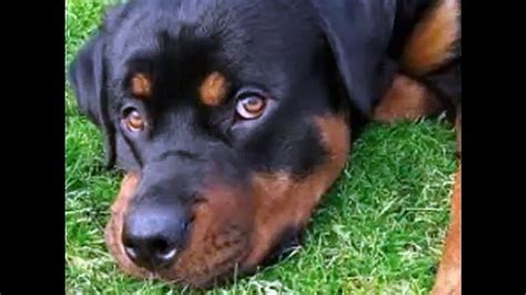 Los 10 Perros Mas Caros Del Mundo Video Dailymotion