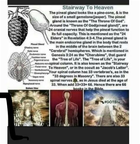 Pin By Sharon Petitto On OurHumanHistory Cranial Nerves Awakening