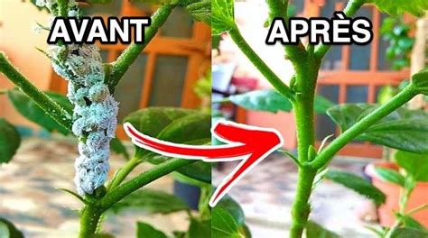 Cochenille Farineuse L Astuce Puissante Pour S en Débarrasser