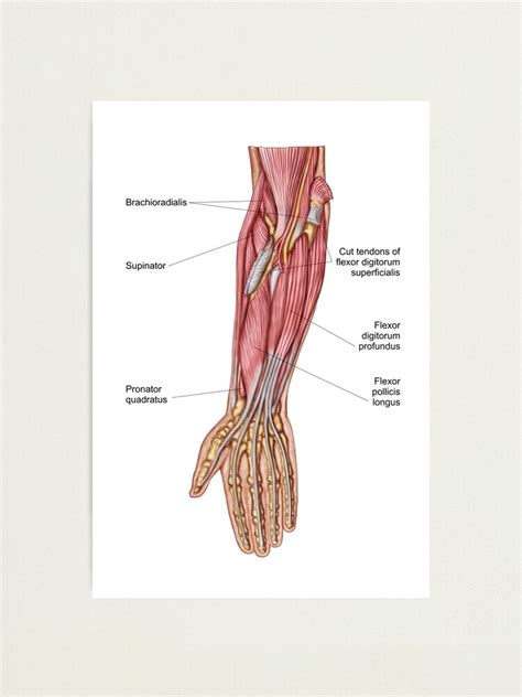 Deep Muscles Of Forearm By Asklepios Medical Atlas 41 OFF
