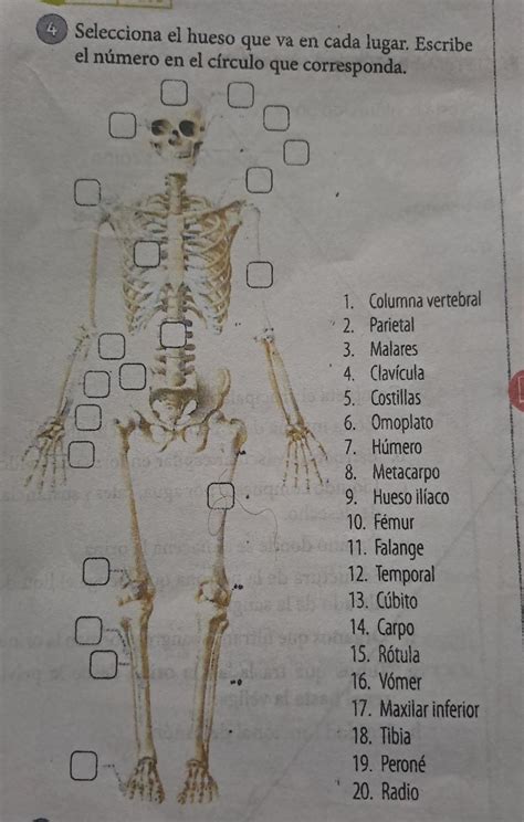 selecciona el hueso que va en cada lugar Escribe el número en el