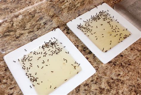 Recette Maison Pour Tuer Des Fourmis Ventana Blog