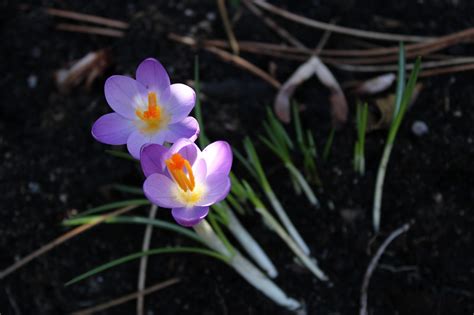 番红花 春天 花 Pixabay上的免费照片 Pixabay