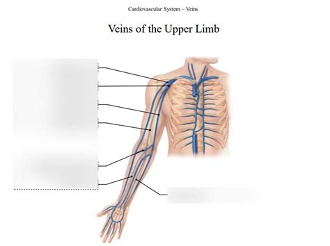 Veins Of The Upper Limb Diagram Quizlet