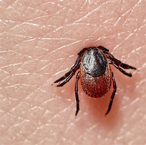 How To Prevent Tick Bites And Tick Borne Diseases Free Spray Lawn Care