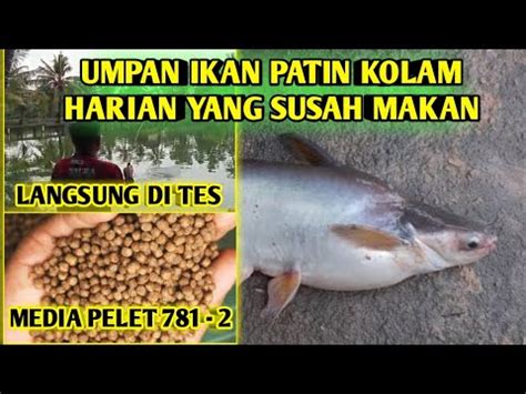 Umpan Ikan Patin Kolam Harian Paling Jitu Dan Paling Gacor Di Jamin