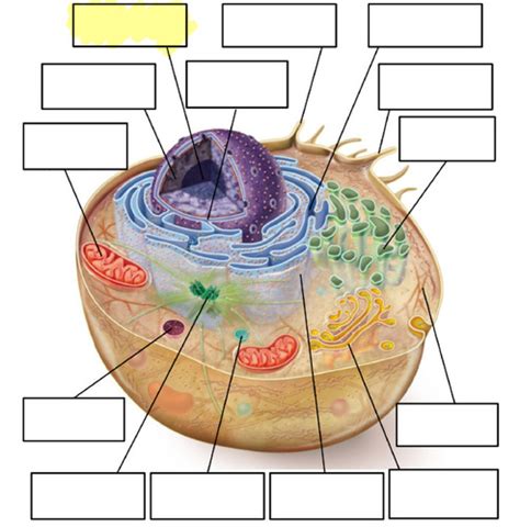 Anatomy Of Cell Flashcards Quizlet