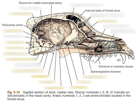 Bone Sagittal Section Of Skull Medial View Diagram Quizlet