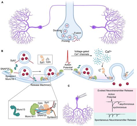 Overview Of The Synaptic Vesicle Release A Synaptic Vesicles Are