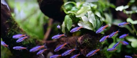 Neon Tetra Paracheirodon Innesi