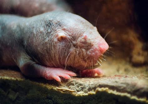 Scientists May Have Found The Secret To Ageing Resistance In Naked Mole