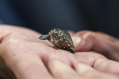 Turtles In Demand As Pets Leading To A Spike In Poaching AP News