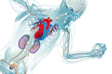 Cómo calcular frecuencia cardiaca máxima 1 Calculadora