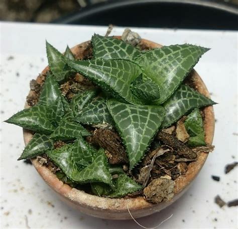 Tipos De Suculentas Identifique Aprenda A Cultivar E Ideias De