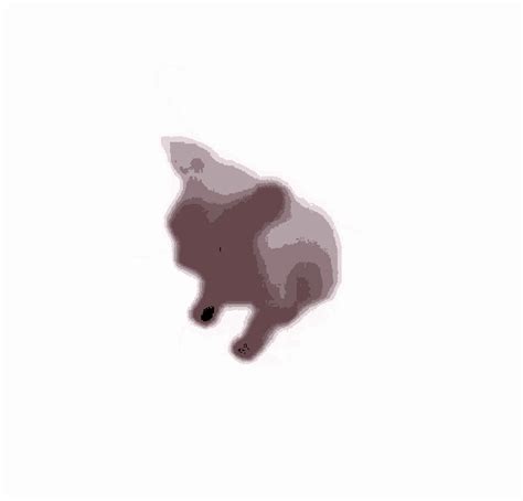 Gato Pelado Gato Pelado Baile Բացահայտեք պատկերներ և կիսվեք