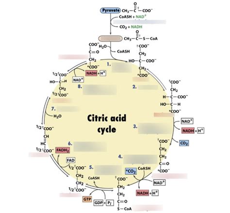 Tca Cycle Diagram Diagram Quizlet