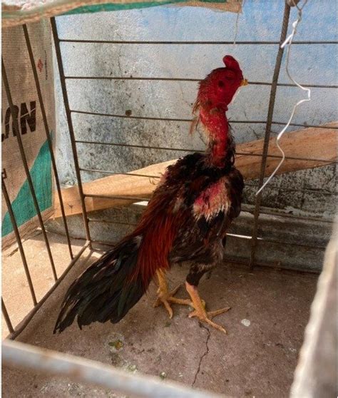 Polícia fecha rinha de galos cerca de 80 animais em Goiás Metrópoles