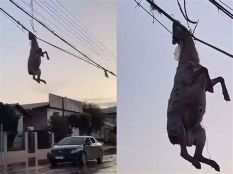 Ovelha Fica Pendurada Em Fia O Ap S Passagem De Ciclone Pelo Rs Veja