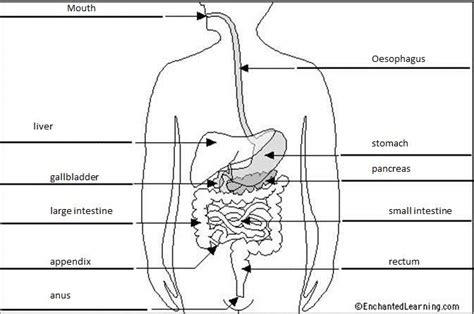 Digestive System Labeling Worksheet Answers Naturalise