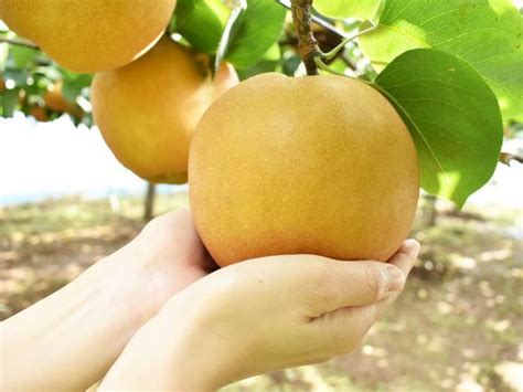 栃木9月出発限定この時期だから実現贅沢トリプル狩り桃梨巨峰狩り宇都宮餃子ランチ涼やかな竹林を散策若竹の杜 若山農場