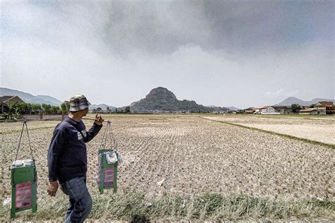 Dampak El Nino 949 Hektar Sawah Di Banten Mengalami Kekeringan