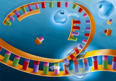 Etapas de replicação de DNA