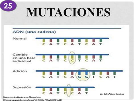 Ejemplos De Mutaciones