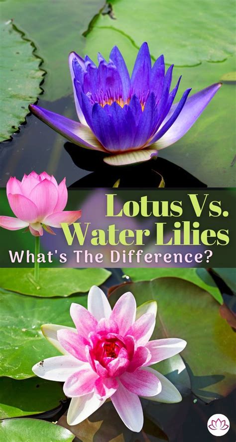 In The World Of Flowering Aquatic Plants Nothing Beats A Water Lily Or