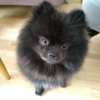 1 år gammal Pomeranian säljs av Karin från Uppsala Skaffa Hund