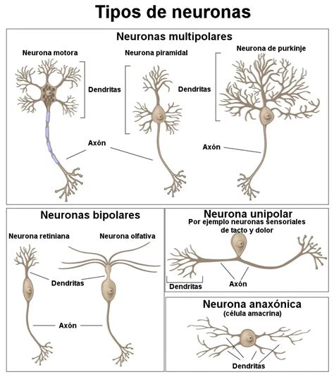 C Mo Funciona El Cerebro