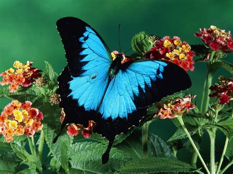 Blue Butterfly Sitting On Flower WallpaperUse