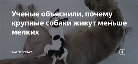 Ученые объяснили почему крупные собаки живут меньше мелких Naked