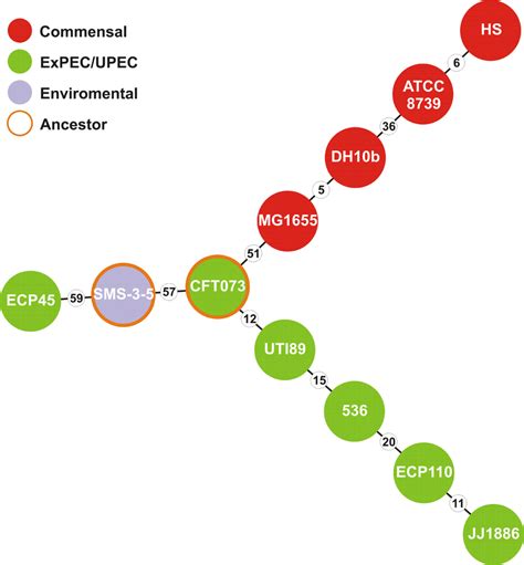 Minimum Spanning Tree Based On Multilocus Concatenated Alleles Showing